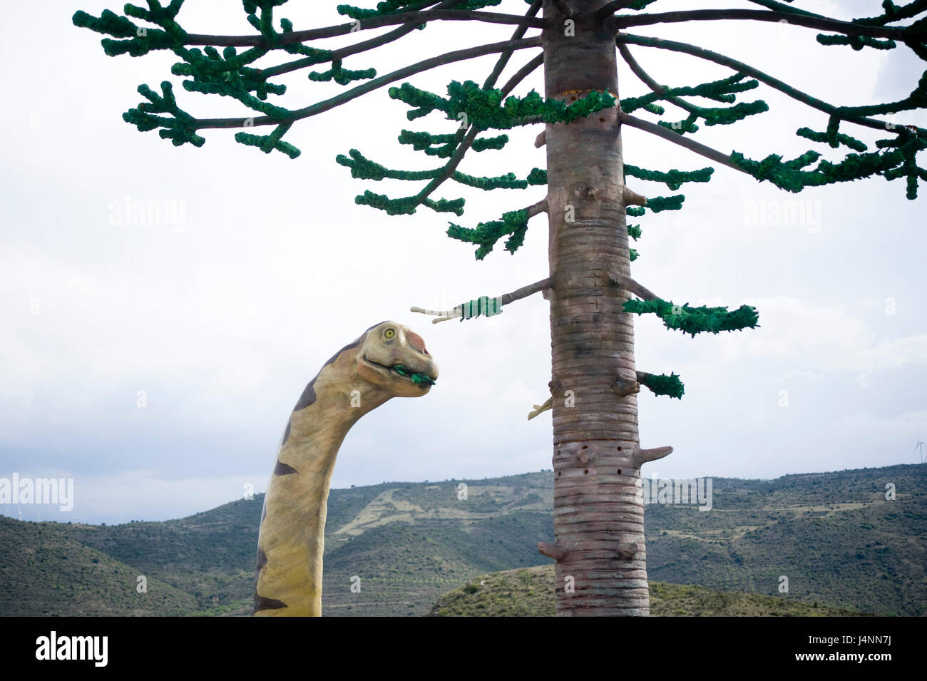 Replica of sauropod camarasaurus eating leafs of araucaria conifer tree ...