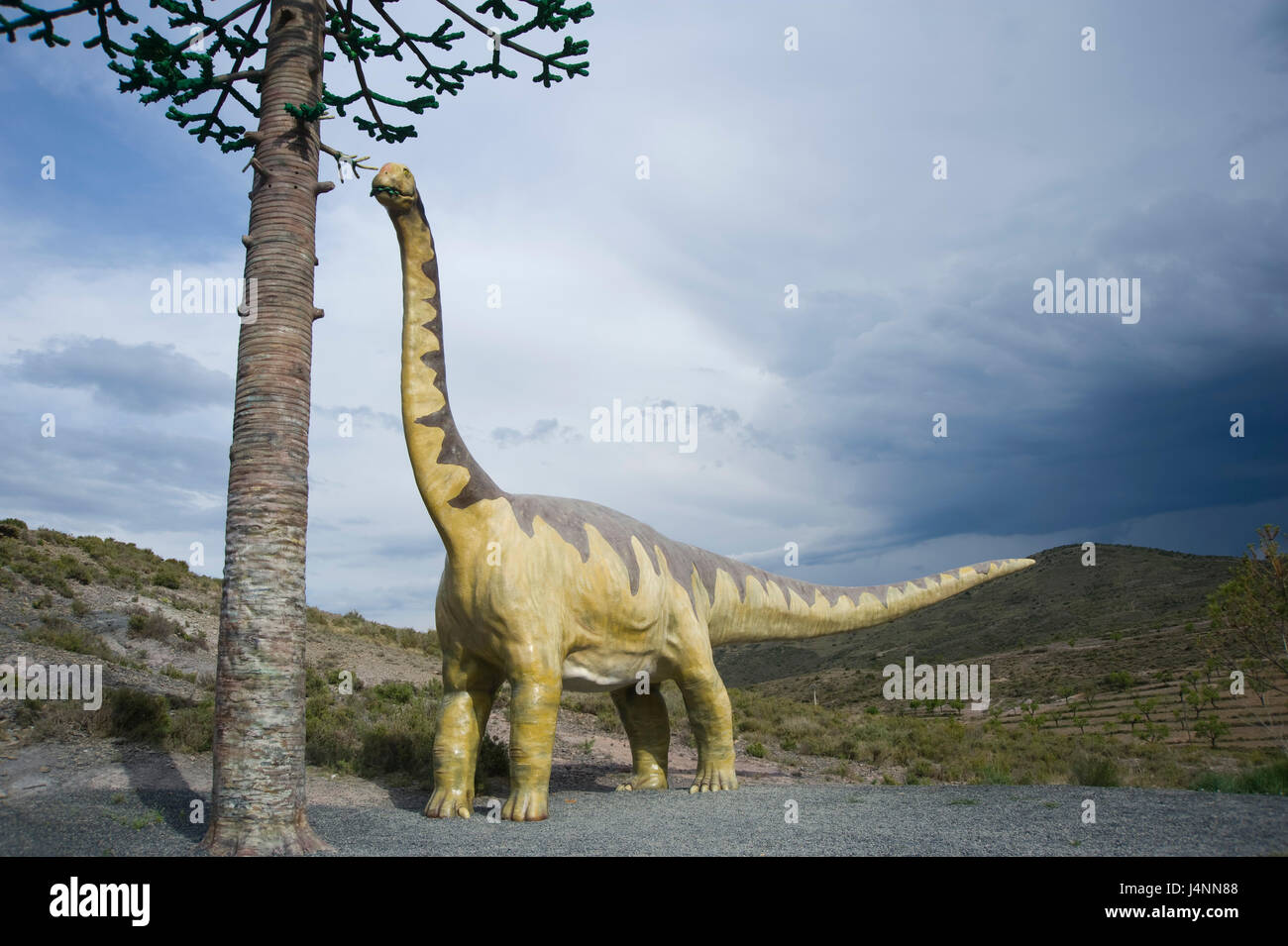 Replica of sauropod camarasaurus eating leafs of araucaria conifer tree ...
