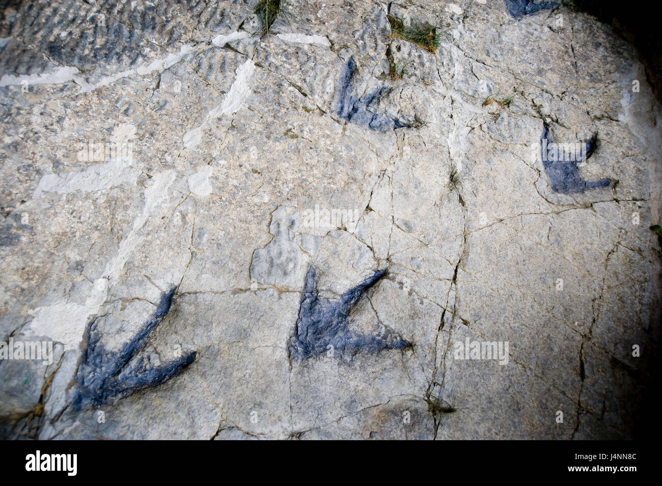 Fossilized footprints bipedal theropod dinosaur hi-res stock ...