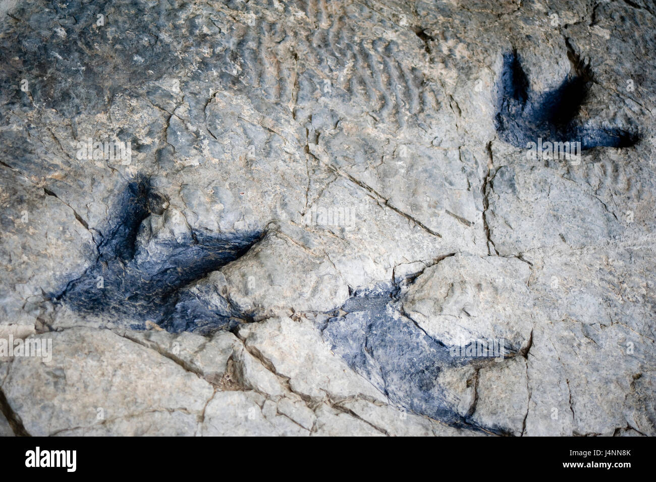 Footprints of theropod Buckeburgichnus dinosaur. Los Cayos site near ...