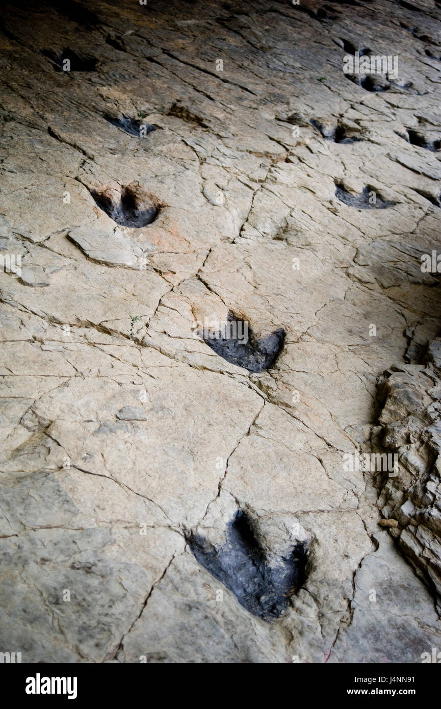 Footprints of theropod Buckeburgichnus dinosaur. Los Cayos site near ...