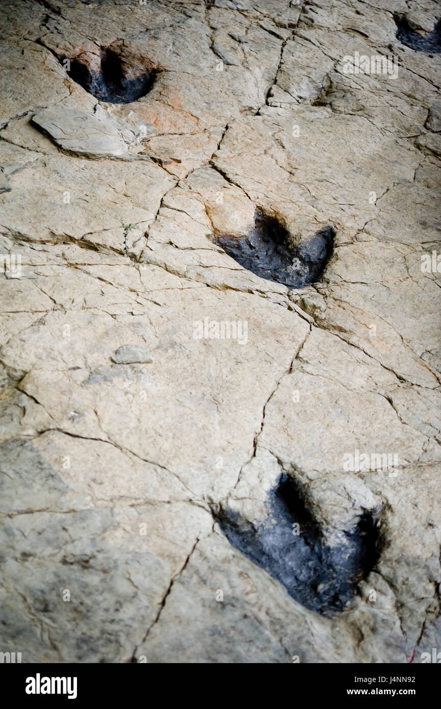 Footprints of theropod buckeburgichnus dinosaur los cayos site near ...