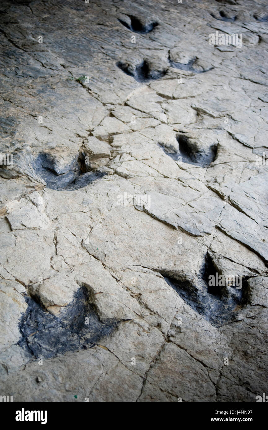 Footprints of theropod Buckeburgichnus dinosaur. Los Cayos site near ...