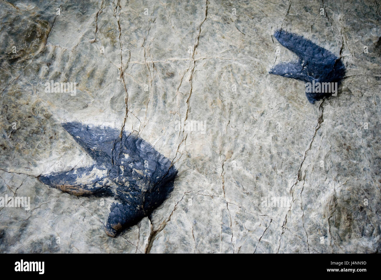 Footprints of theropod Buckeburgichnus dinosaur. Los Cayos site near ...