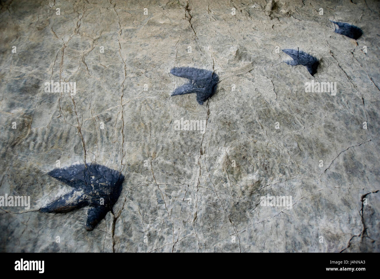 Footprints of theropod Buckeburgichnus dinosaur. Los Cayos site near ...