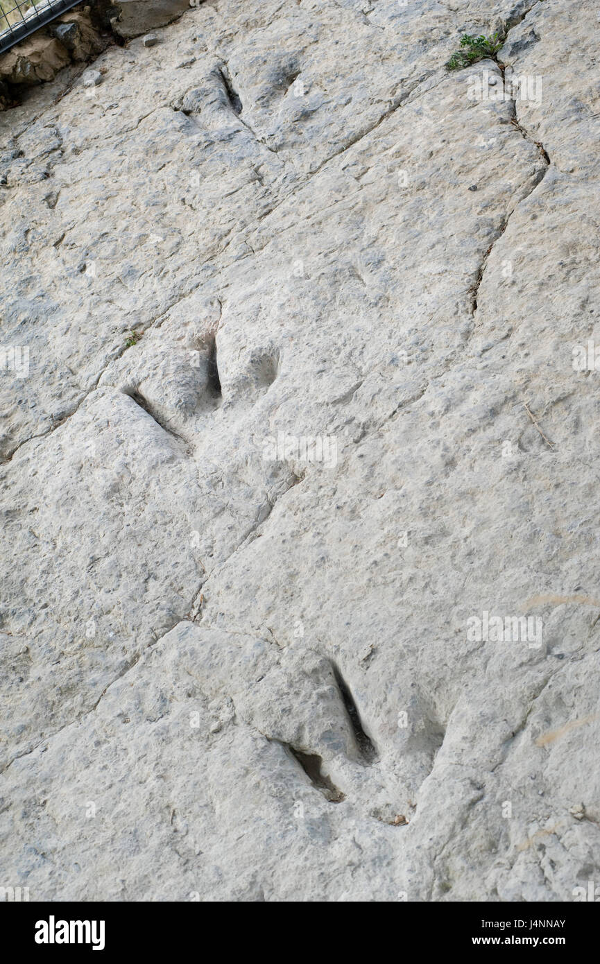 Footprints of theropod dinosaur. Valdecevillo site near ENCISO village ...
