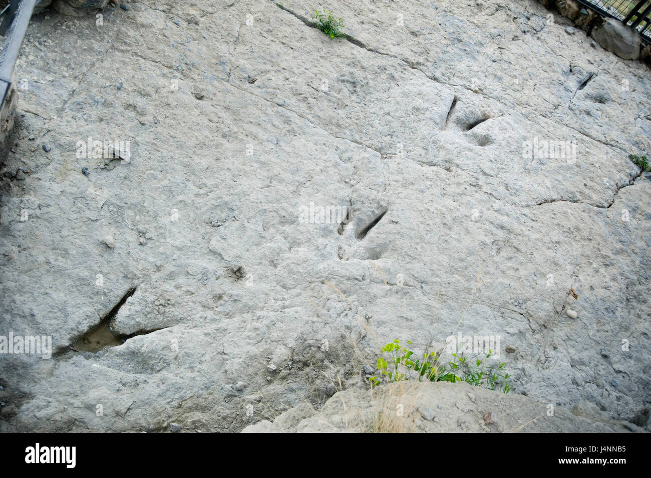 Footprints of theropod dinosaur. Valdecevillo site near ENCISO village ...