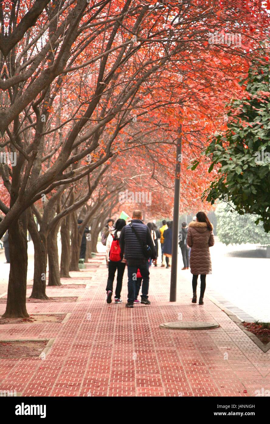70088383 - the beautiful autumn in xian city ,china Stock Photo - Alamy