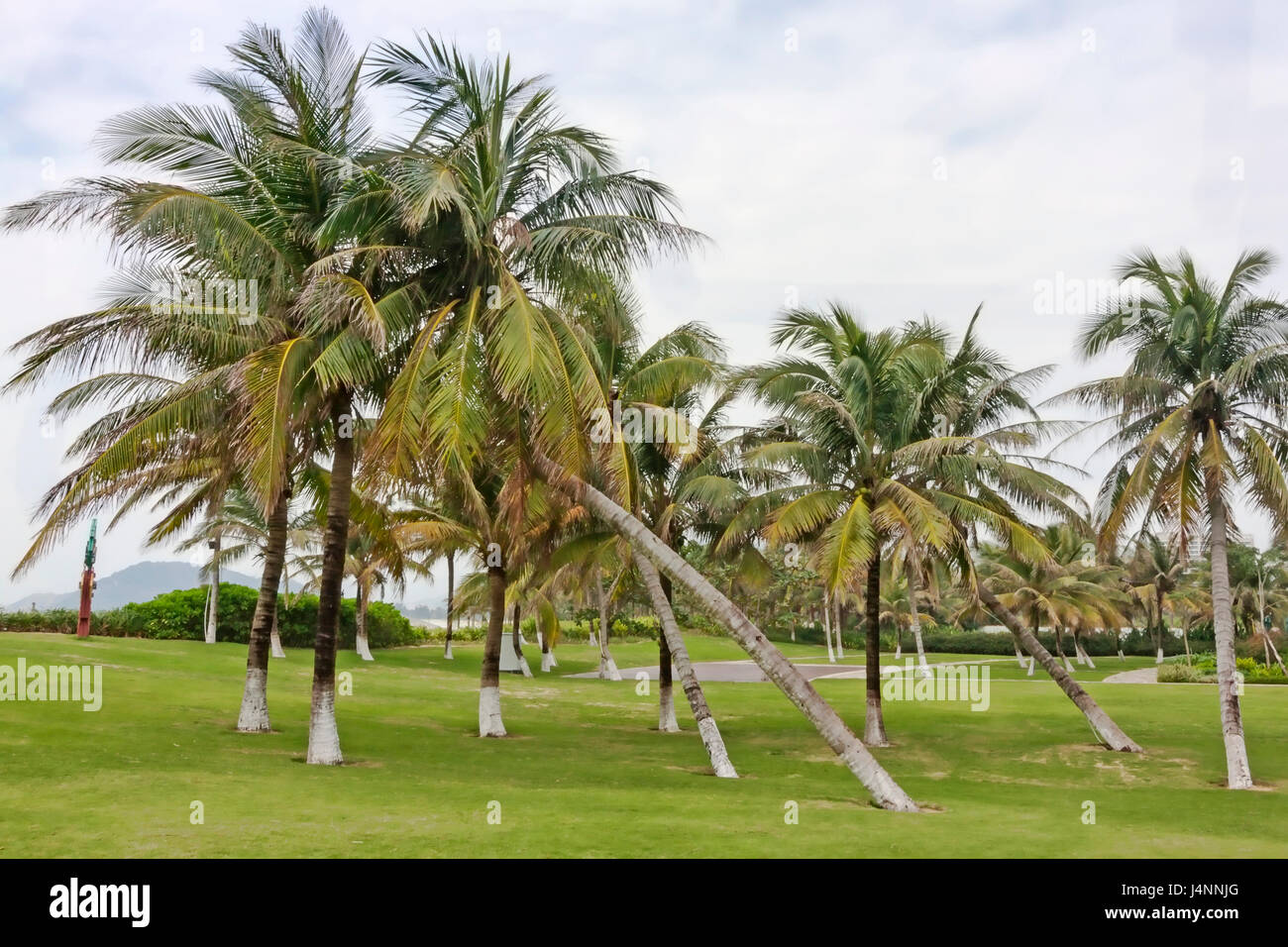Palm trees garden in Hainan Island - China Stock Photo - Alamy