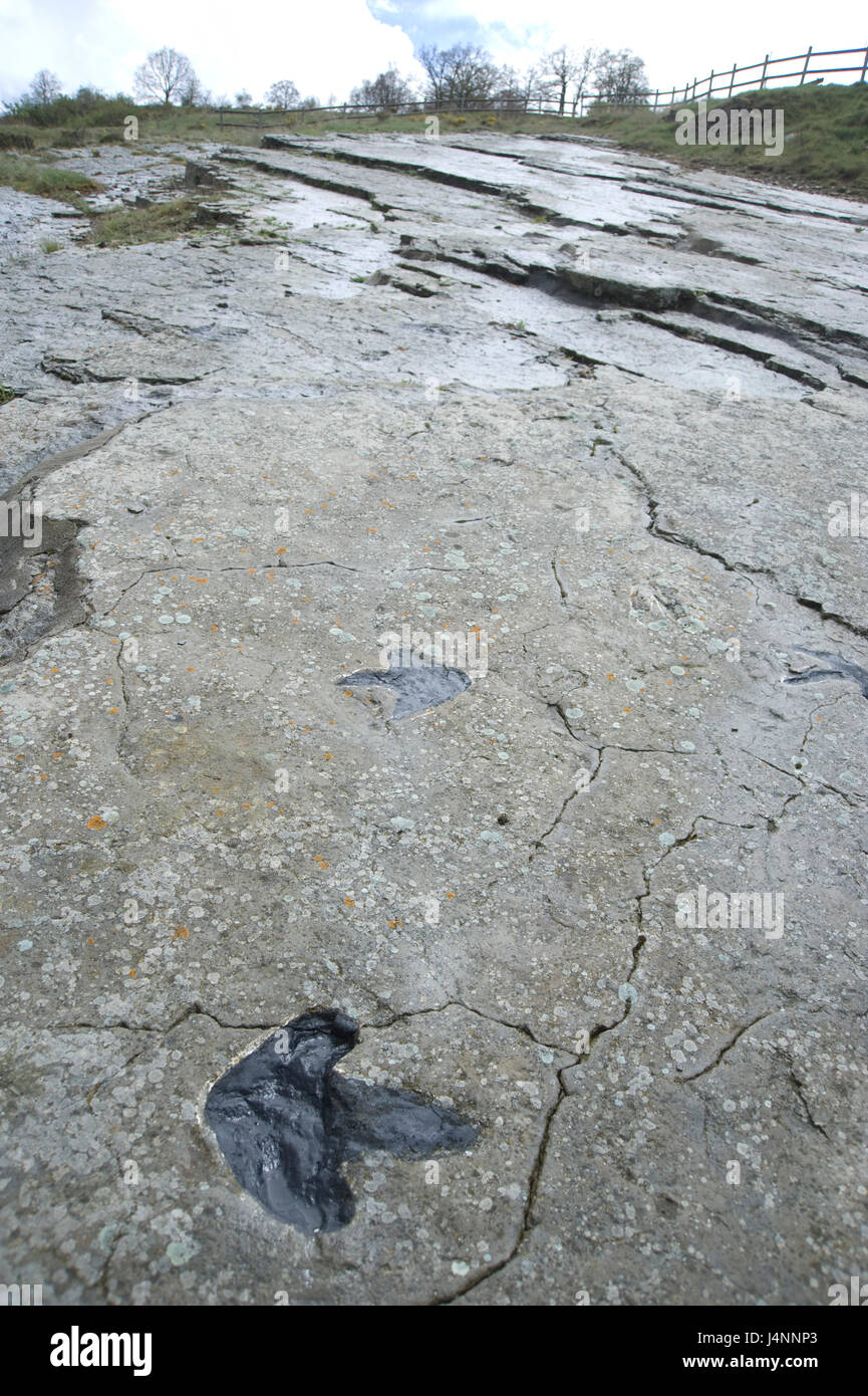 Theropod footprint hi-res stock photography and images - Alamy