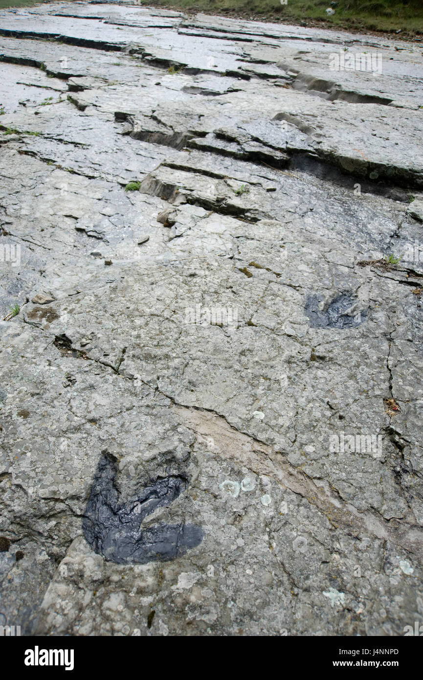 Footprints of theropod dinosaur in Fuente Lacorte site near Bretun ...