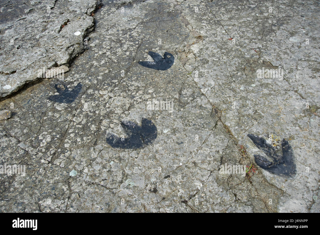 Footprints of theropod dinosaur in Fuente Lacorte site near Bretun ...
