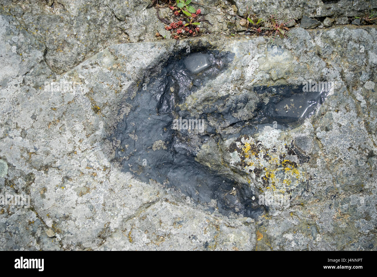 Footprints of theropod dinosaur in Fuente Lacorte site near Bretun ...
