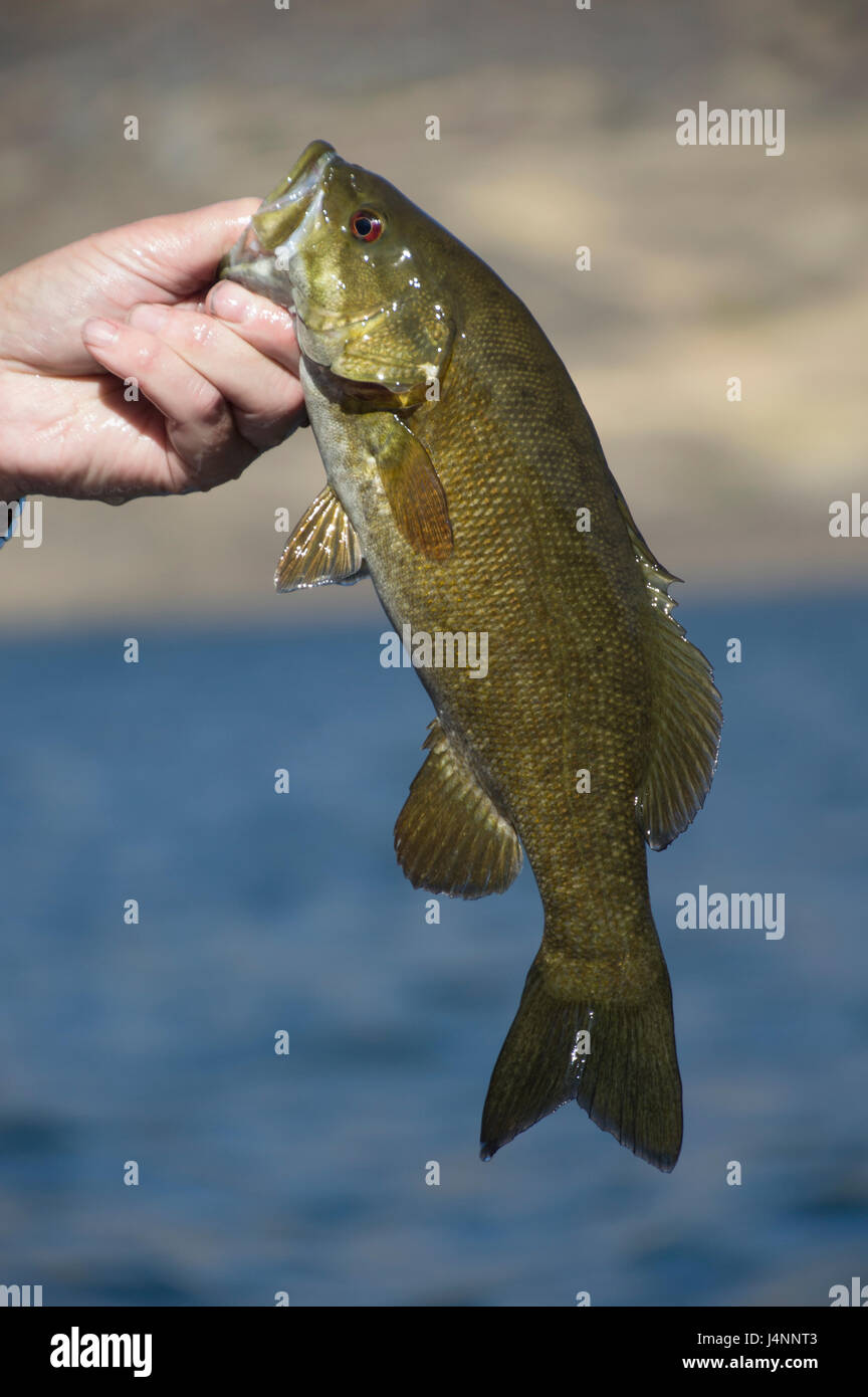 Smallmouth bass caught and released on the Columbia River Stock Photo ...