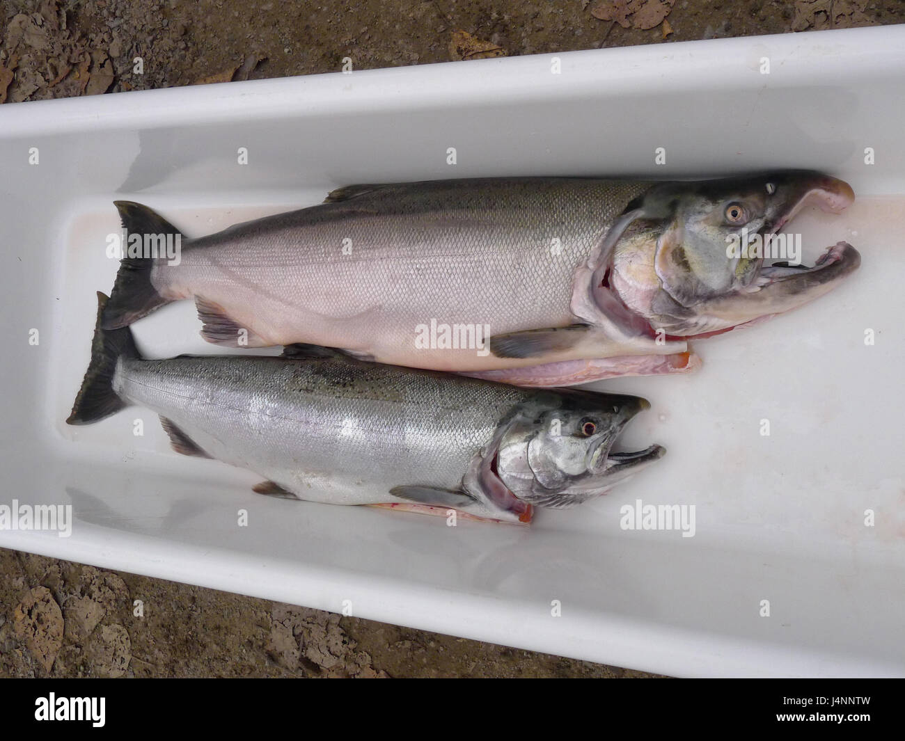 Silver salmon river hi-res stock photography and images - Alamy