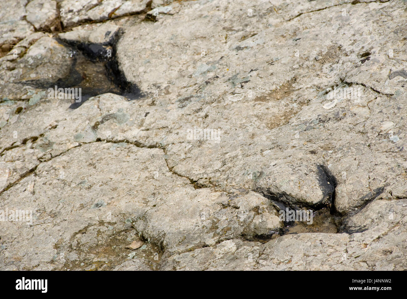 Footprints of theropod dinosaur in El Frontal site near Bretun, Soria ...
