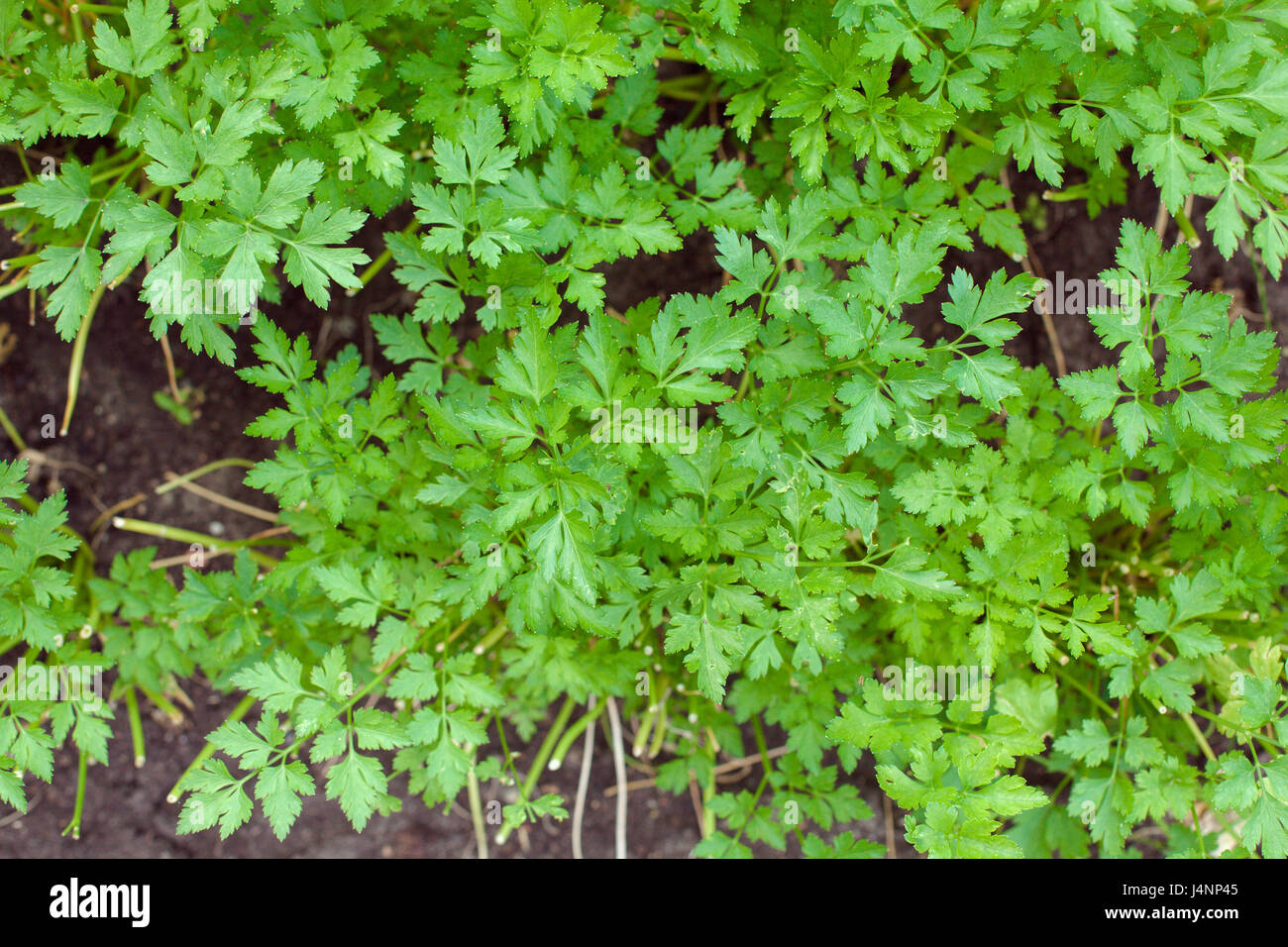 Green parsley in the garden on the ground Stock Photo - Alamy