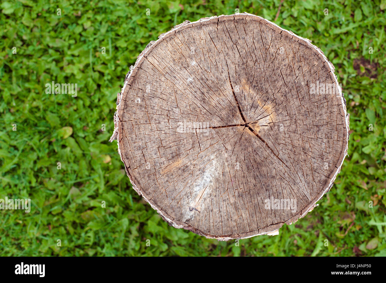Round stump on the green grass Stock Photo - Alamy