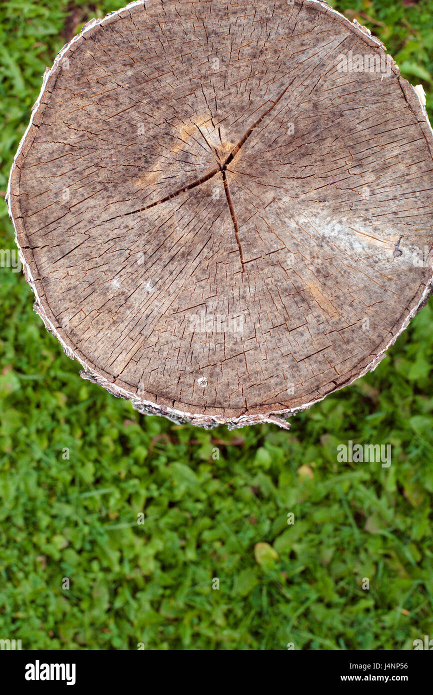 Round wooden natural stump on the green grass Stock Photo - Alamy