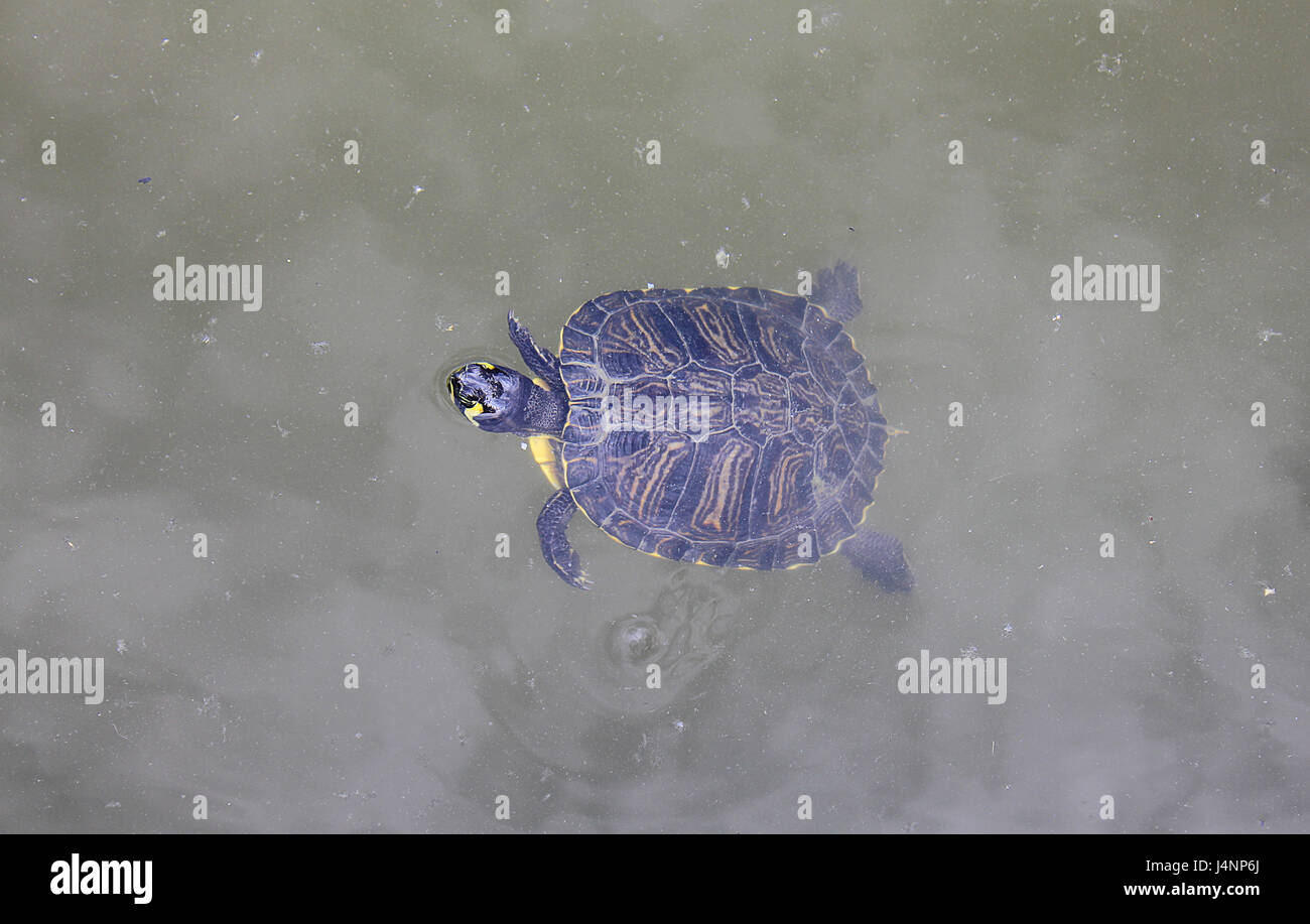 a turtle in the water Stock Photo - Alamy