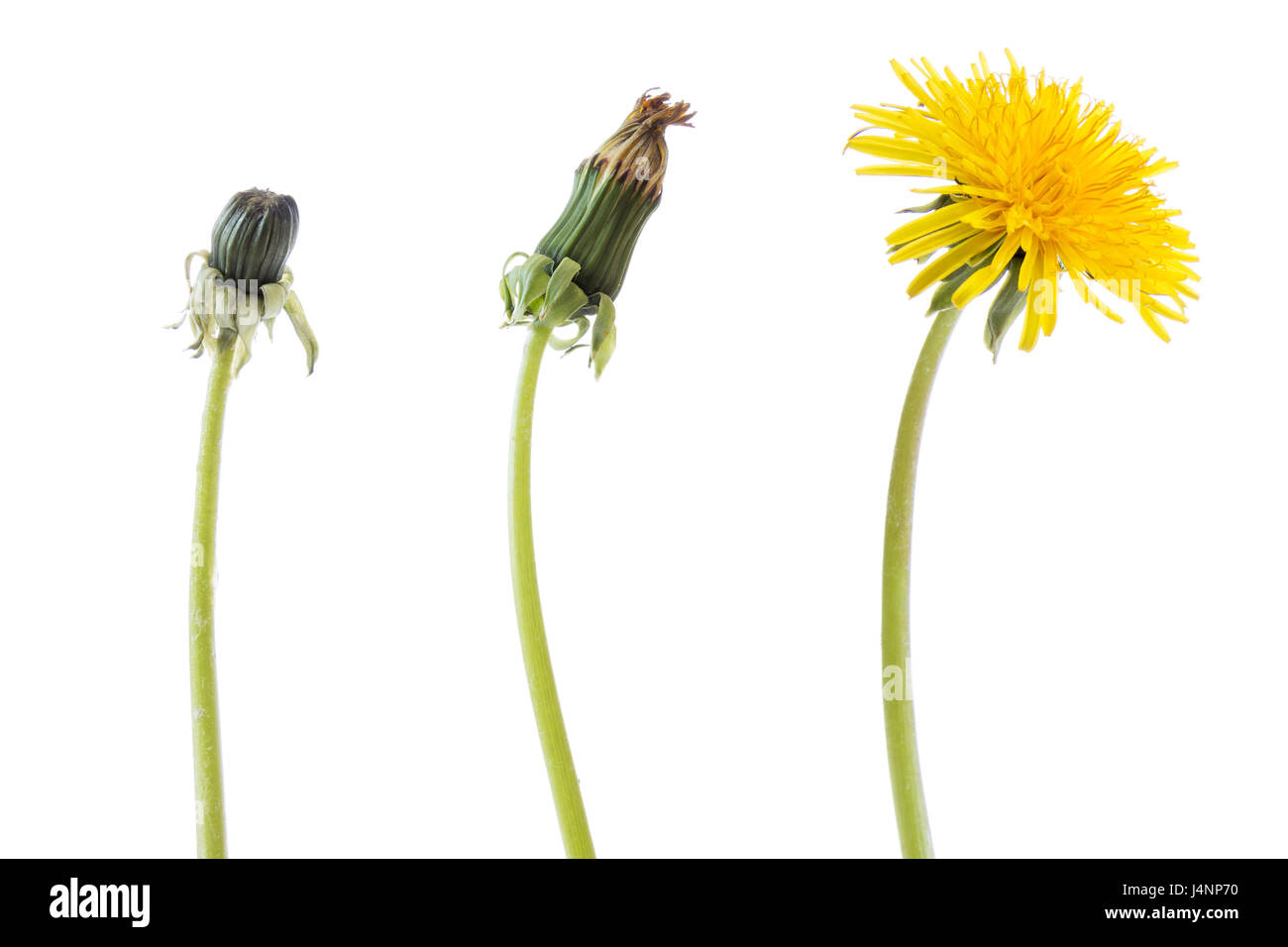 Seed head sow thistle Cut Out Stock Images & Pictures - Alamy