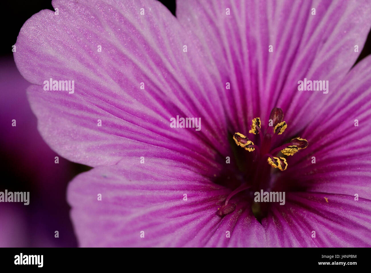 Flower vains hi-res stock photography and images - Alamy