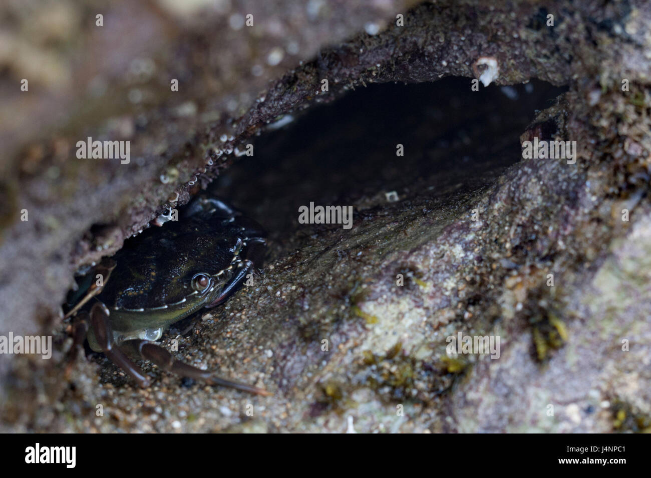 Rock pool crab hi-res stock photography and images - Alamy