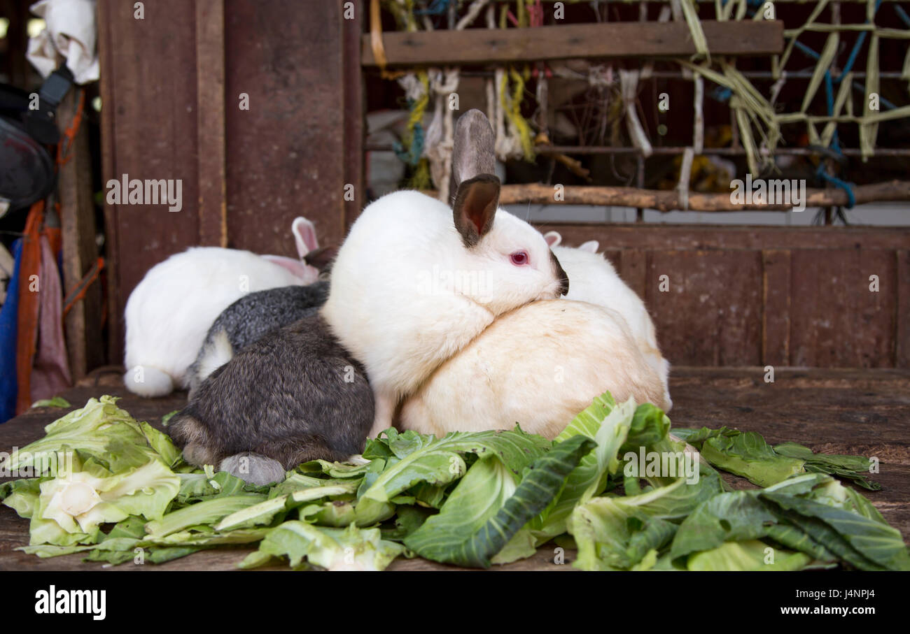 rabbits for sale on a market in Jayapura Stock Photo - Alamy