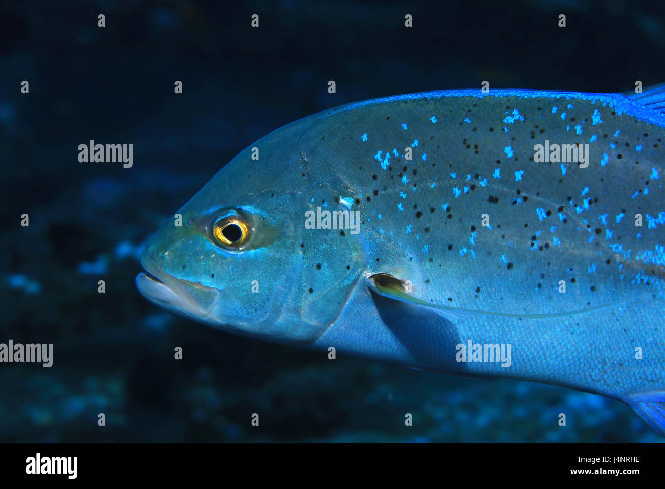 Bluefin trevally fish (Caranx melampygus) underwater in tropical waters ...