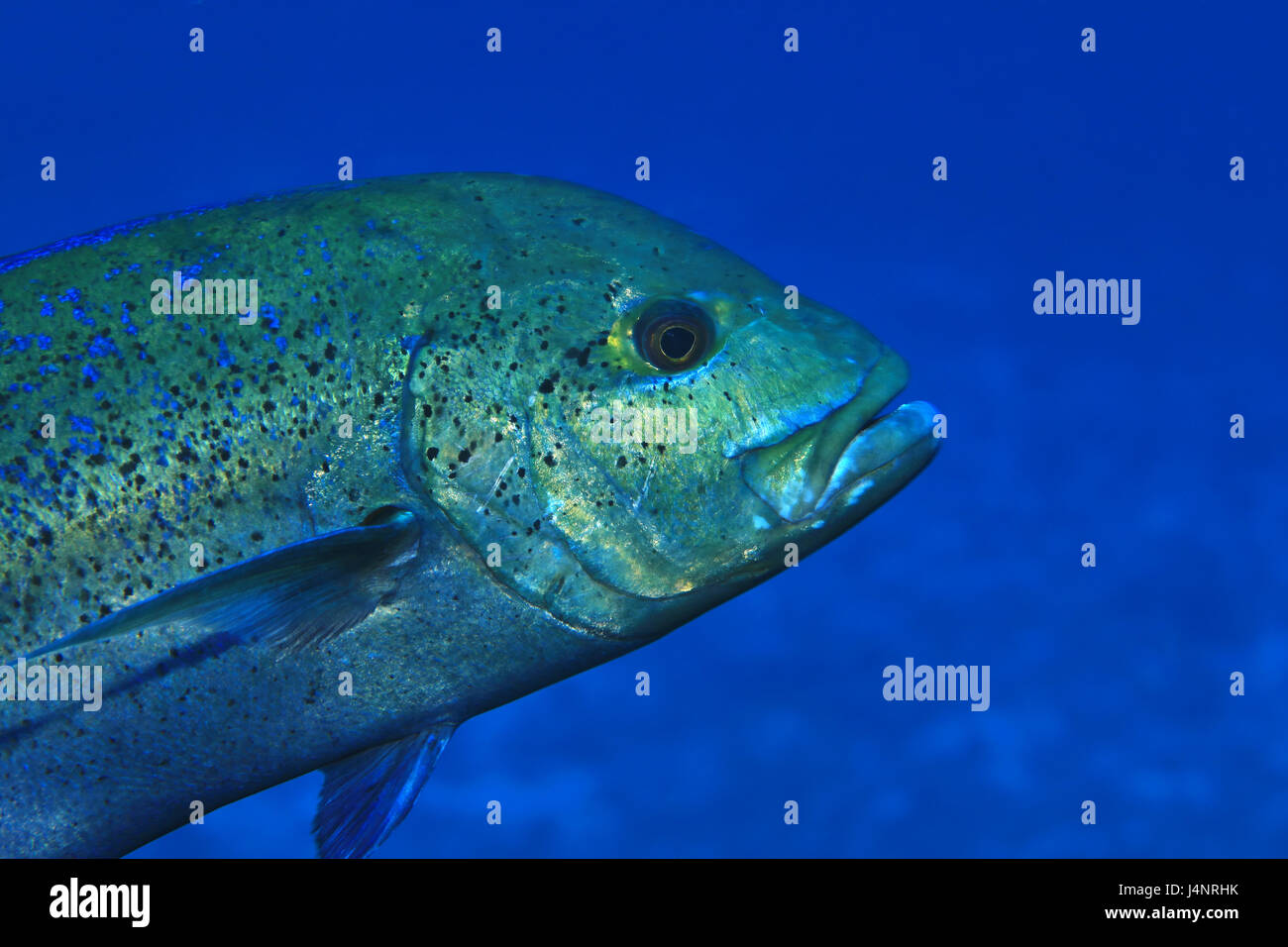 Bluefin Trevally