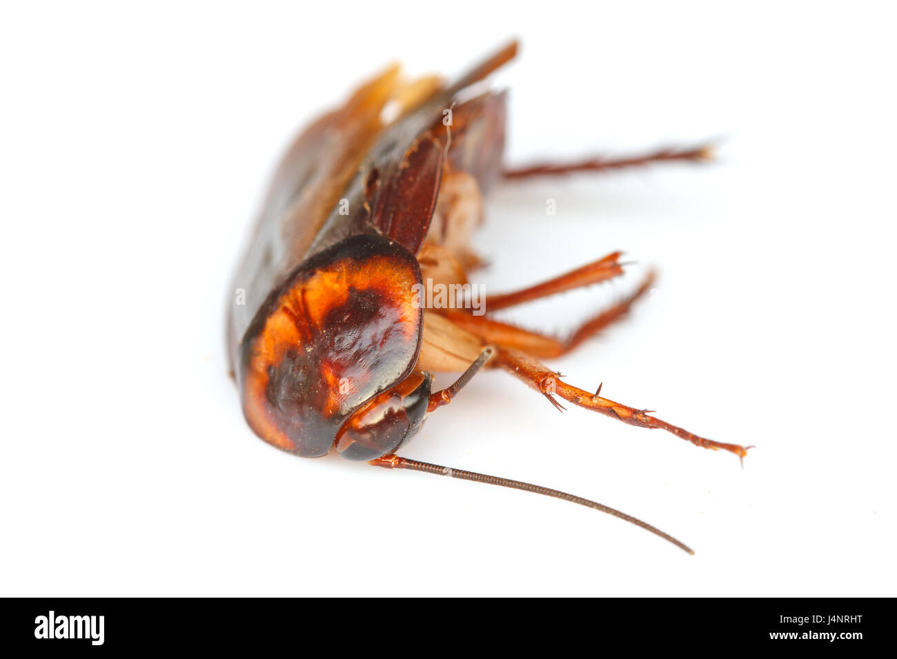 close up Dead cockroaches on white background Stock Photo - Alamy