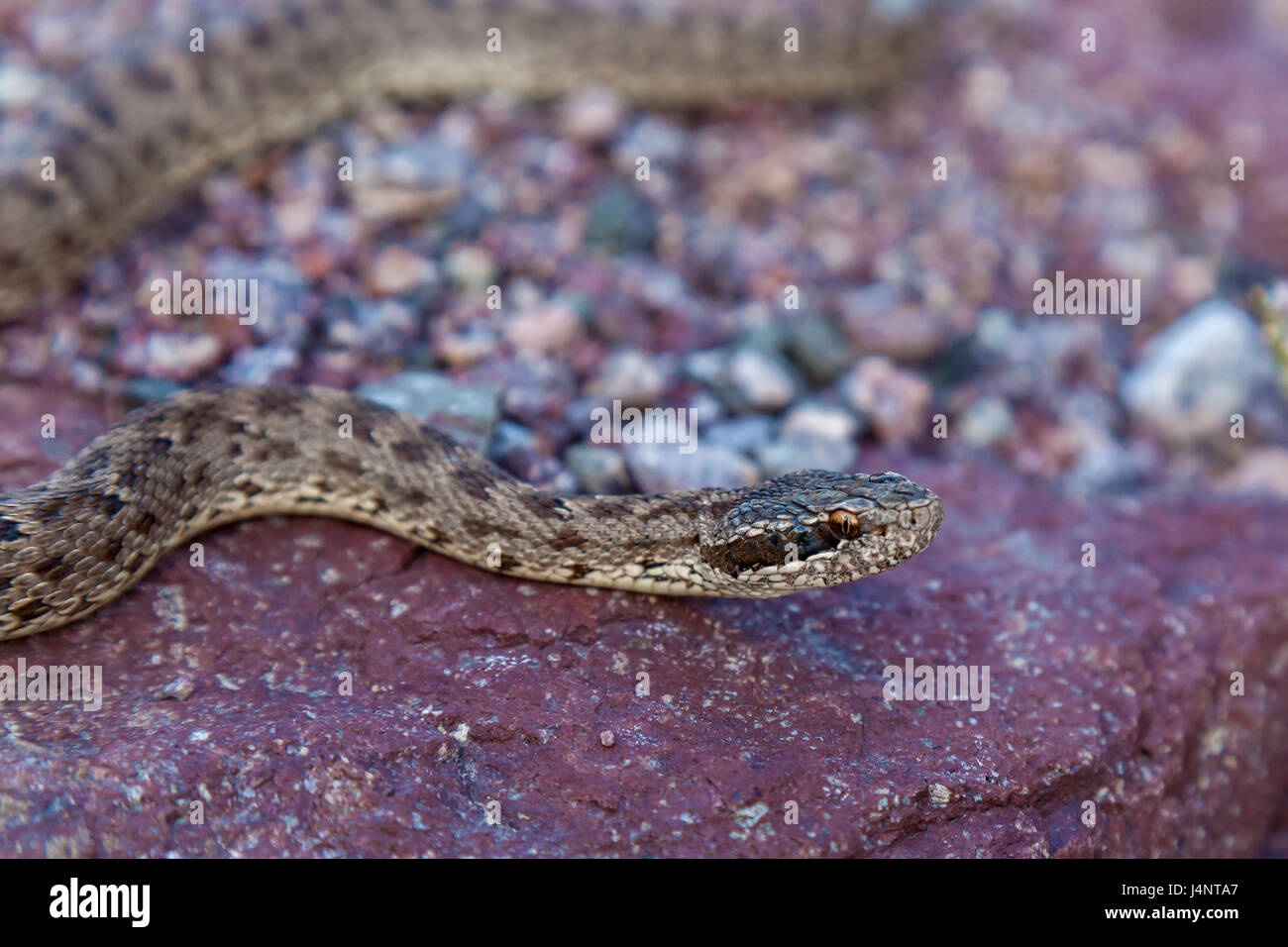 Hiss rock hi-res stock photography and images - Alamy