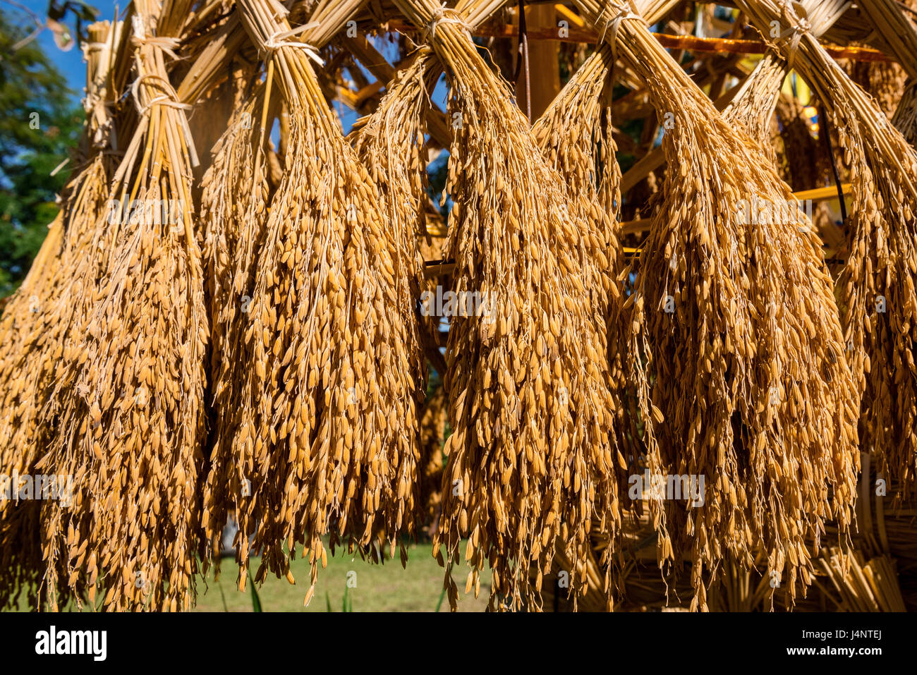 closeup dry rice paddy seeds Stock Photo - Alamy