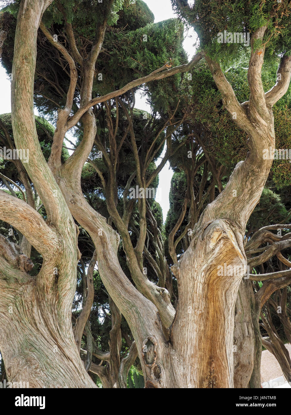 Twisted cypress tree hi-res stock photography and images - Alamy