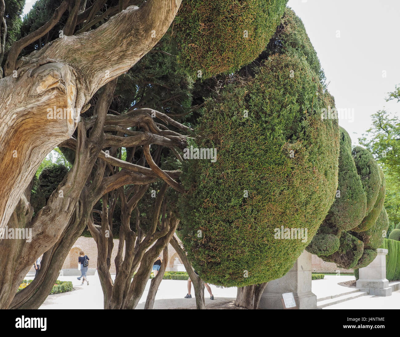 a row from side ornate cypress trees shaped canopy gnarled branches in ...