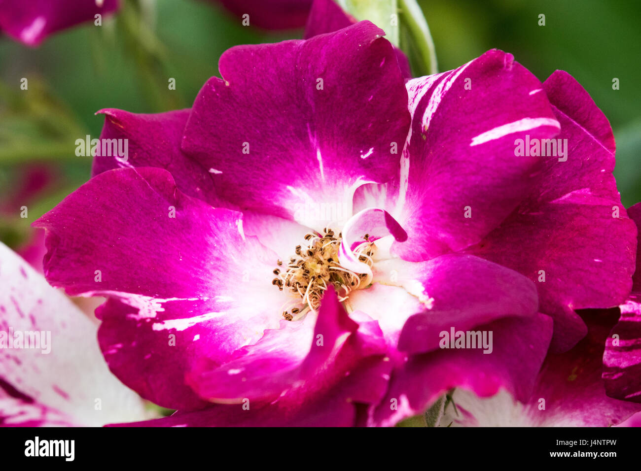 A close-up of Rose flowers Stock Photo - Alamy