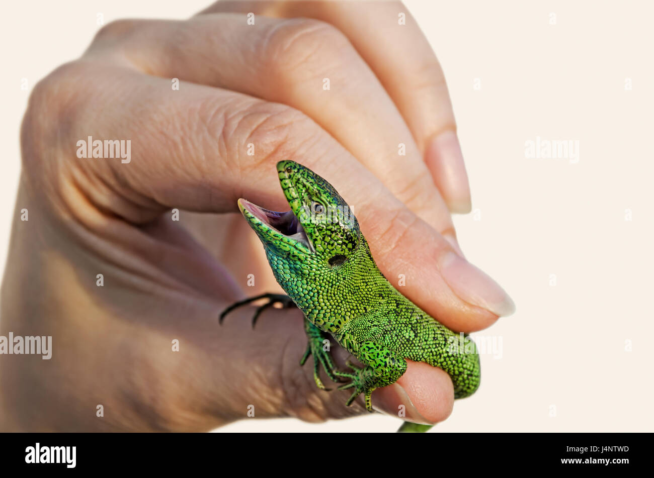 Green lizard in the hands of wide-open jaws close-up on a white ...