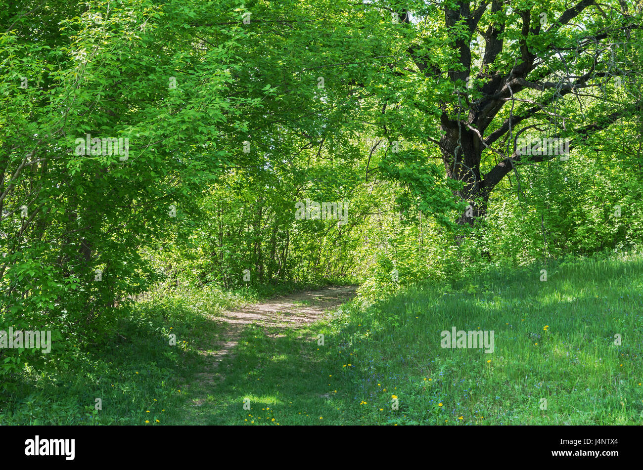 Shady road in countryside hi-res stock photography and images - Alamy
