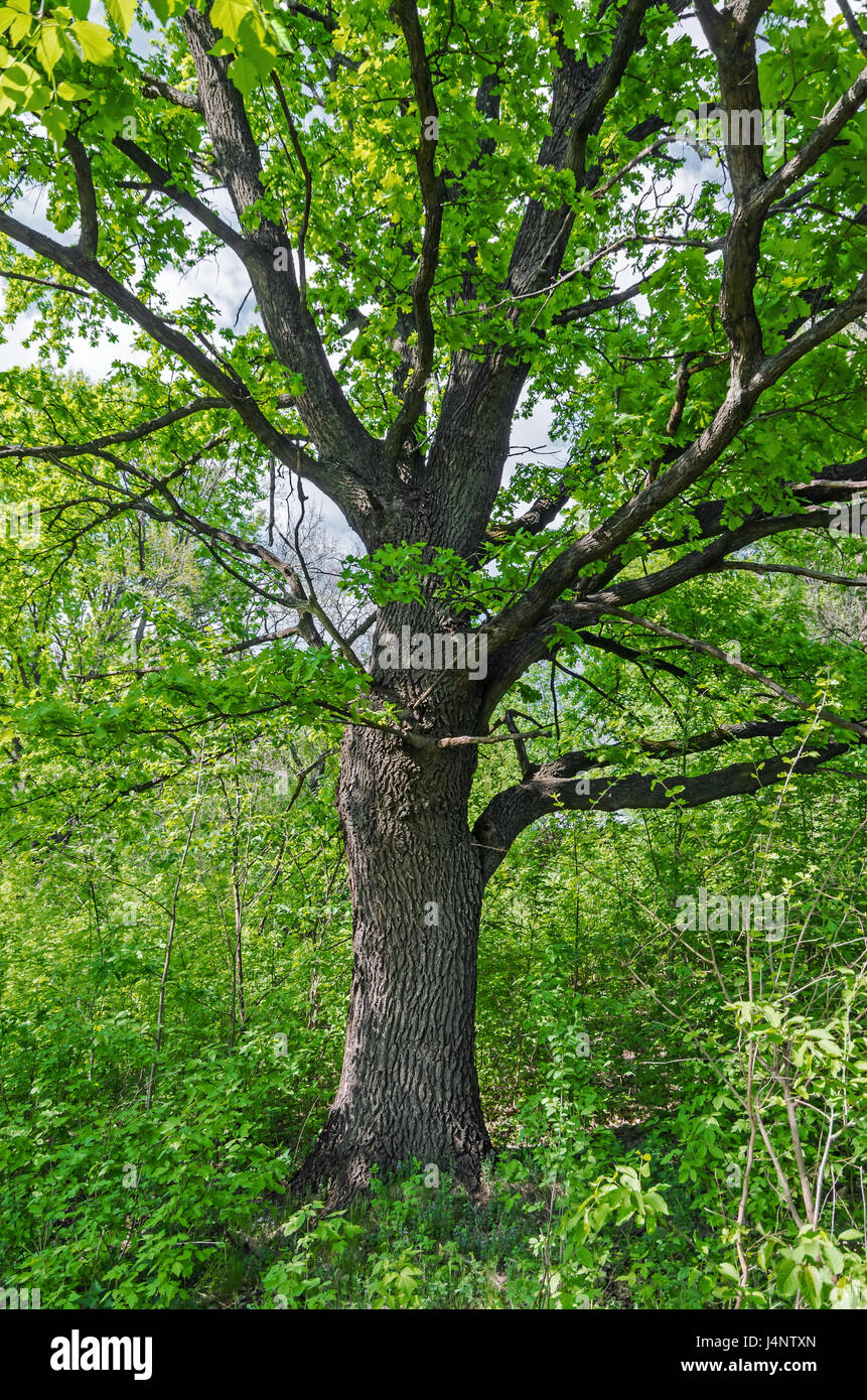 Branchy oak trunk on the edge of woods on a sunny day in spring Stock ...