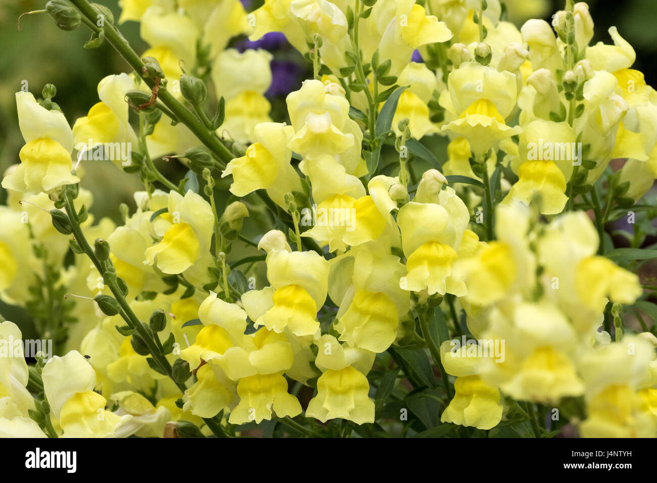 A photograph of yellow Snapdragon Flowers Stock Photo - Alamy