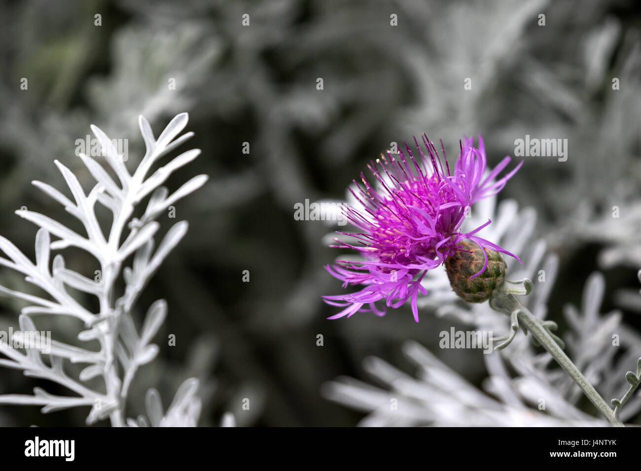 An almost monochromatic image of a Dusty Miller plant showing it's ...