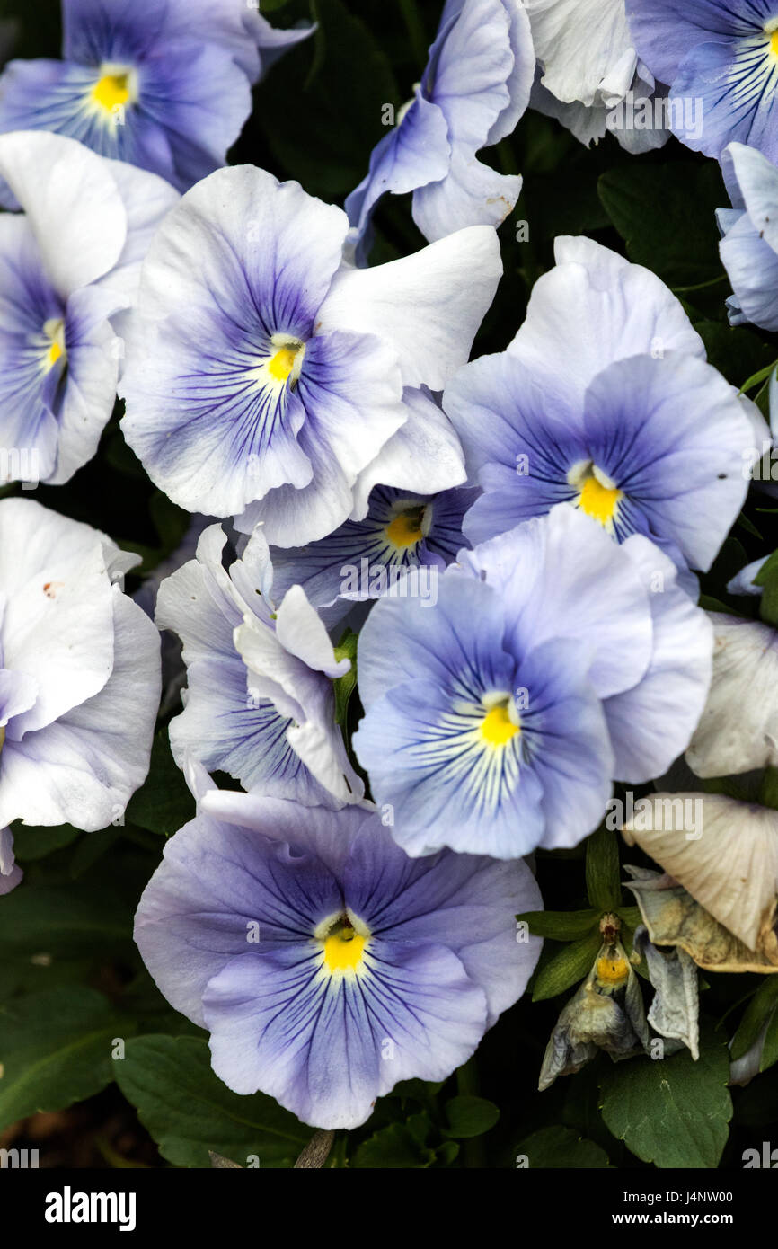 A fairly tight photograph of this small unique flower Stock Photo - Alamy