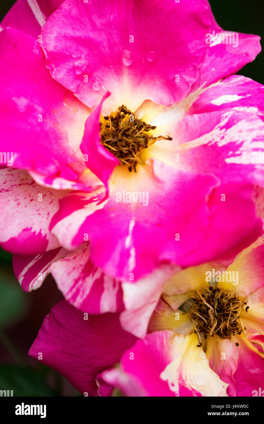 A close-up of Rose flowers Stock Photo - Alamy