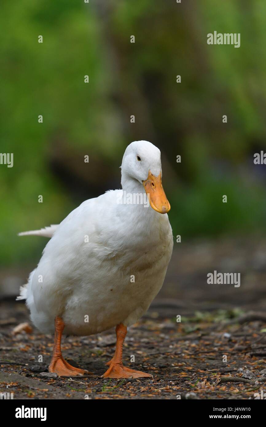A peeking duck at the nature Reserve in New Mills, High Peak ...