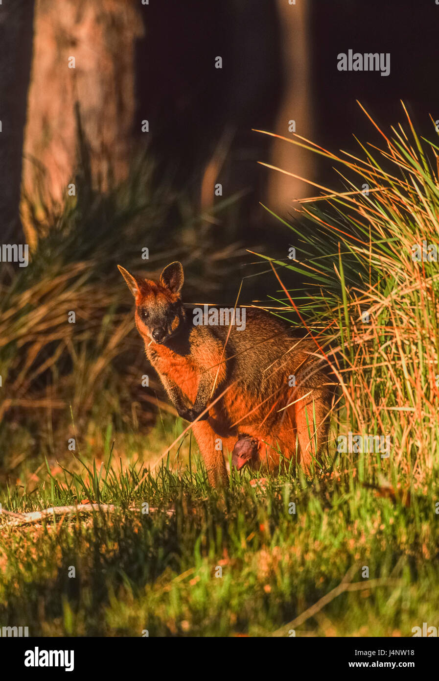 Swamp Wallaby, Wallabia bicolor, Byron Bay, New South Wales, Australia ...
