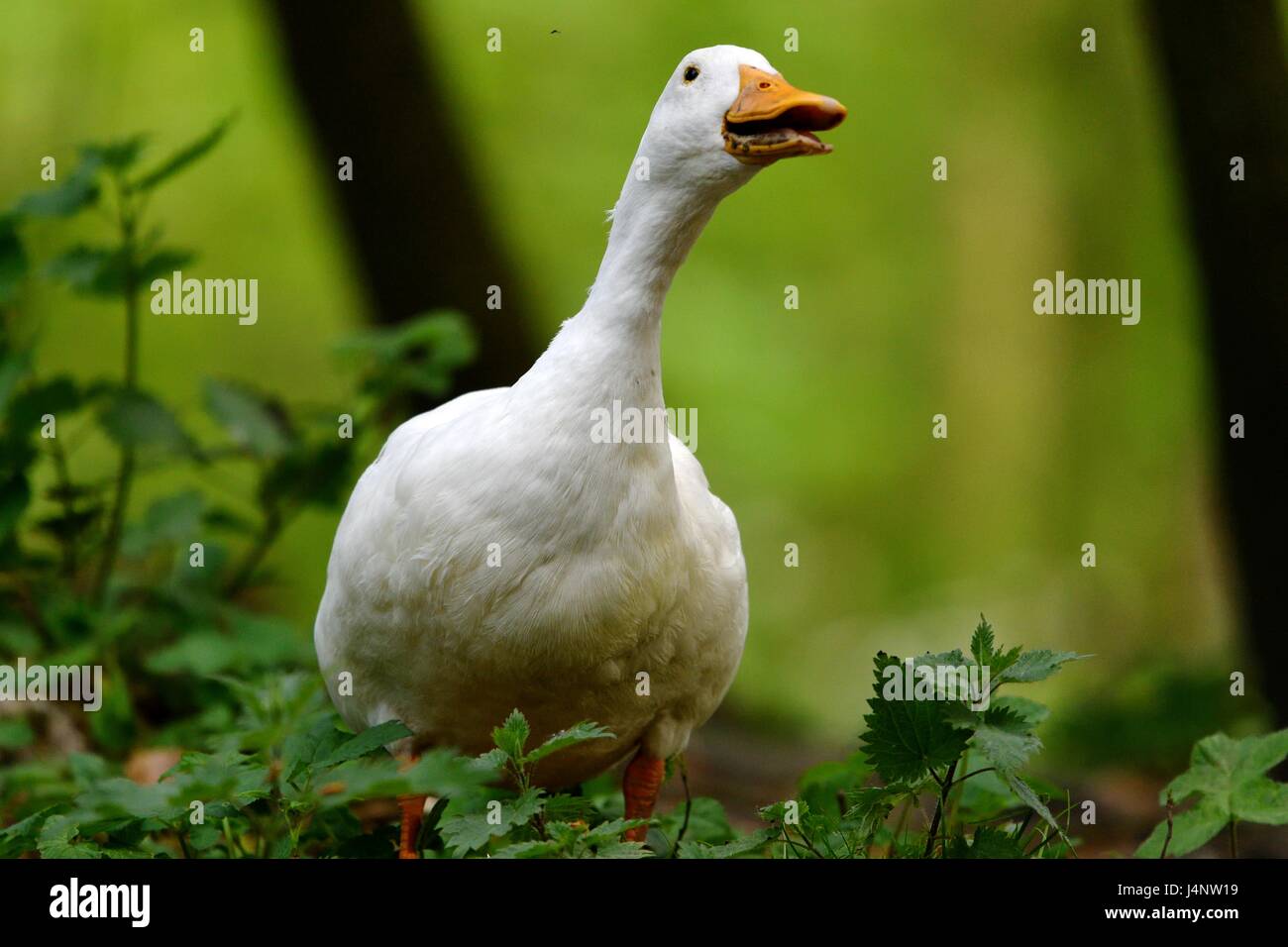 A peeking duck at the nature Reserve in New Mills, High Peak ...