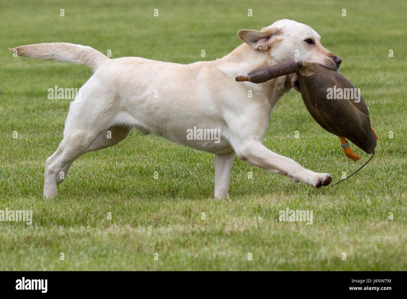 Labrador retriever, retrieving a rubber goose display Stock Photo - Alamy