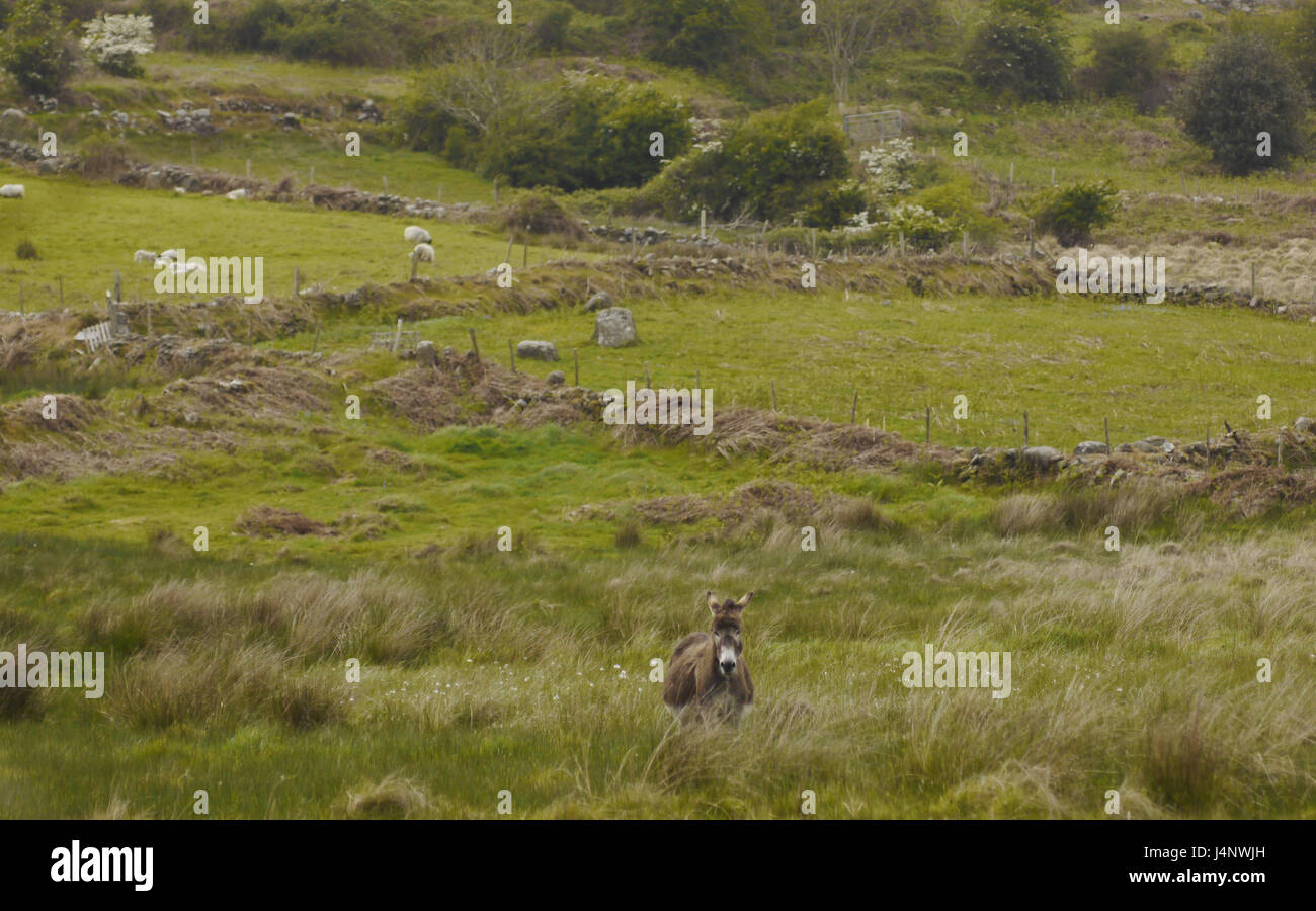 Donkey.A donkey in a field Stock Photo - Alamy