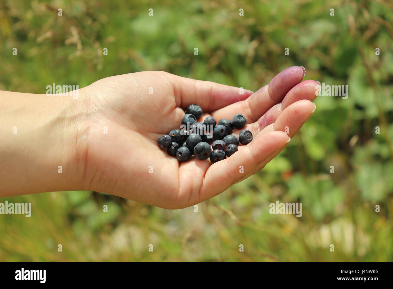 Female hand picking blueberries in hi-res stock photography and images ...