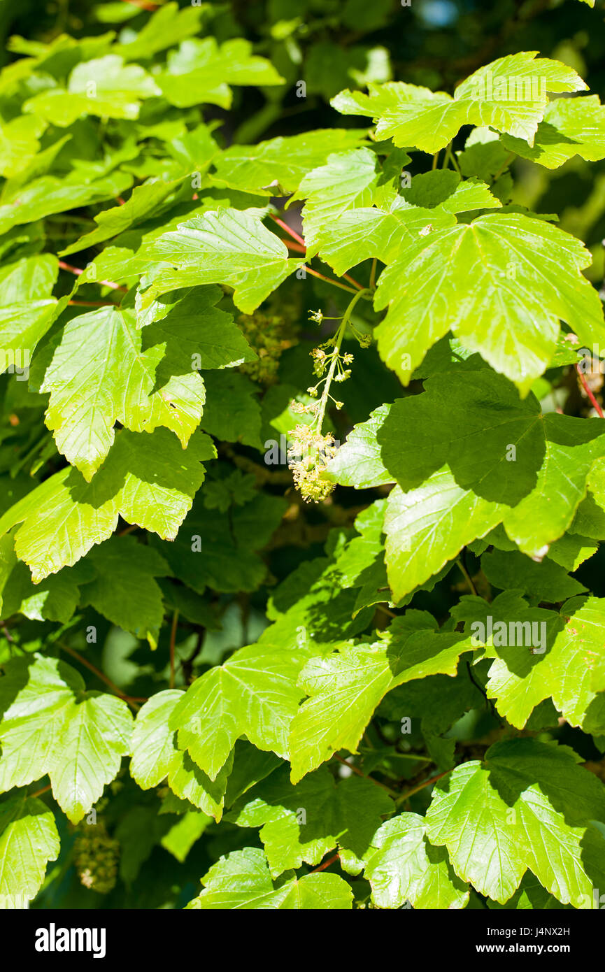 Acer pseudoplatanus , sycamore maple, foliage on sunny day Stock Photo ...